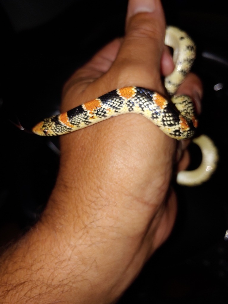 Long-nosed Snake in July 2019 by Travis W. Taggart · iNaturalist