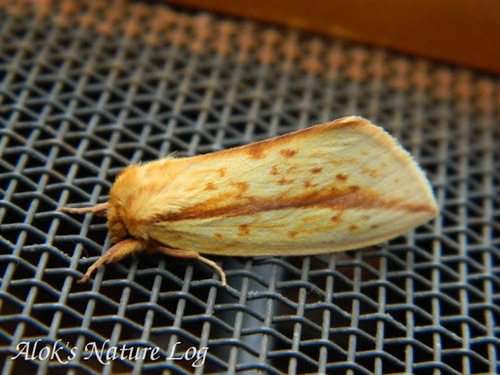 Genus Bireta · iNaturalist