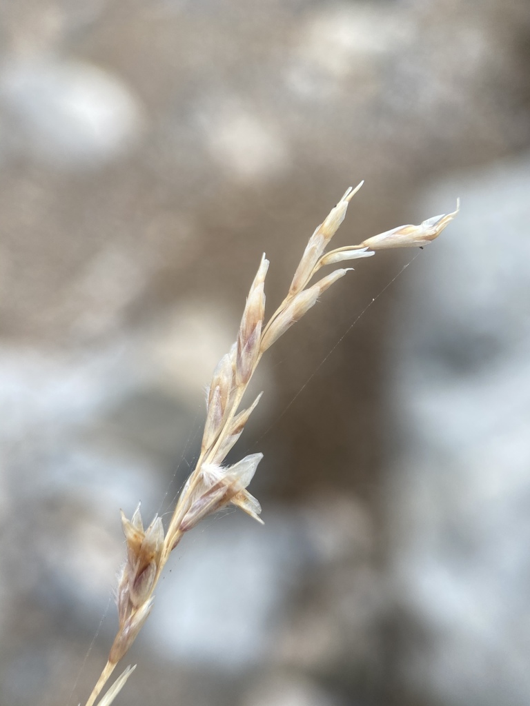 Slim Tridens from Nipton, CA, US on July 20, 2020 at 04:10 PM by Matt ...