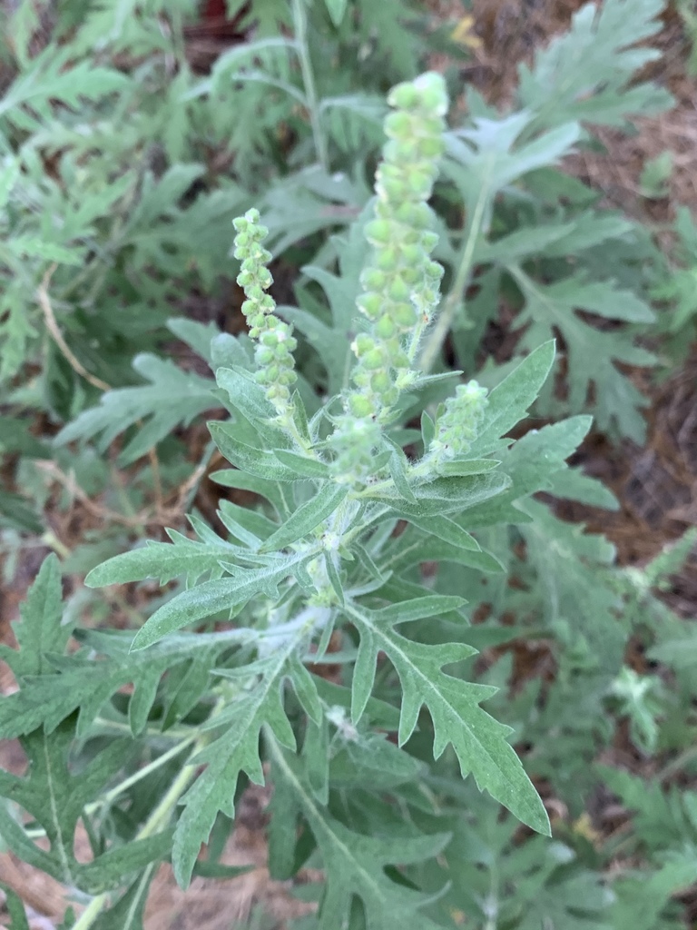 western ragweed from Los Jilgueros Preserve, Fallbrook, CA, US on July ...