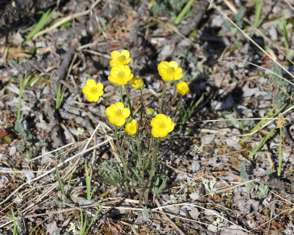 Ranunculus pedatifidus affinis in June 2013 by Mike V.A. Burrell ...