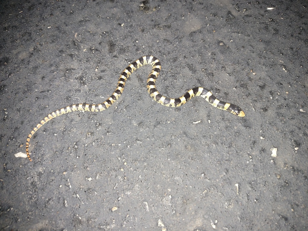 Long-nosed Snake in September 2015 by Dexter R Mardis · iNaturalist