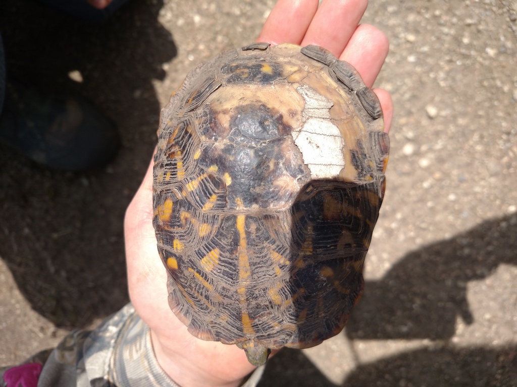 Ornate Box Turtle from Elk, Kansas, United States on May 14, 2016 at 01 ...
