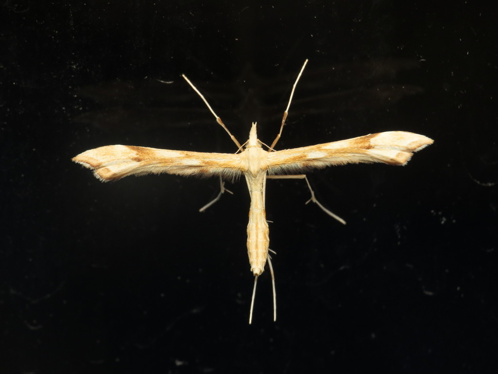 Yarrow Plume Moth (Lepidoptera (butterflies and moths) of the Chagos ...