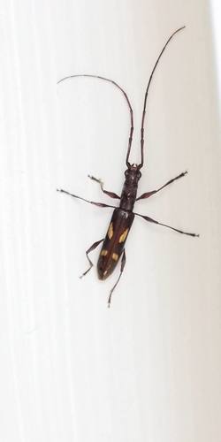 Neocompsa agnosta · iNaturalist