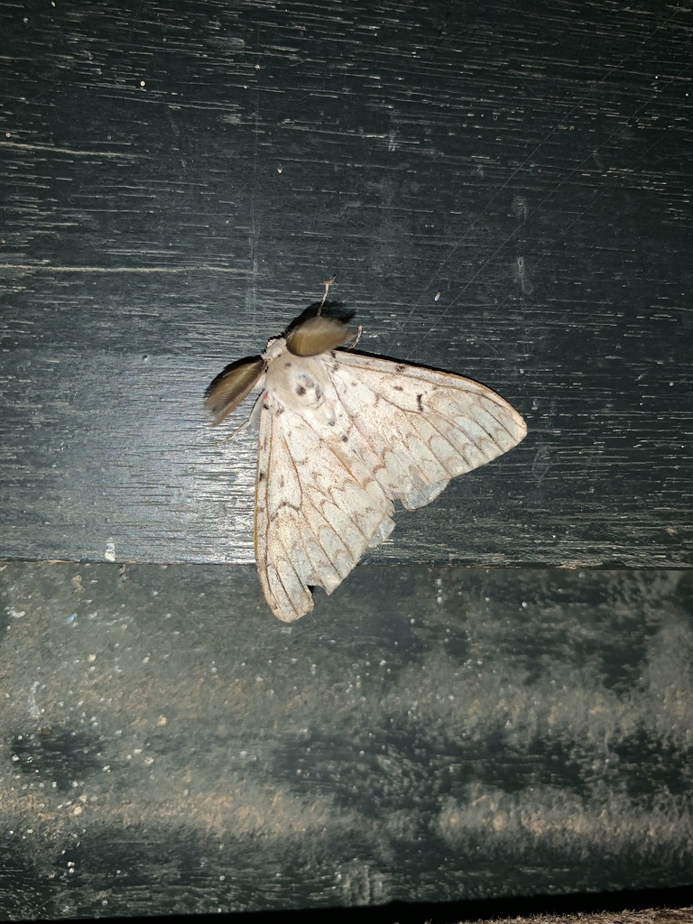 Lymantria brotea from Tamenglong, Tamenglong, MN, IN on October 22 ...