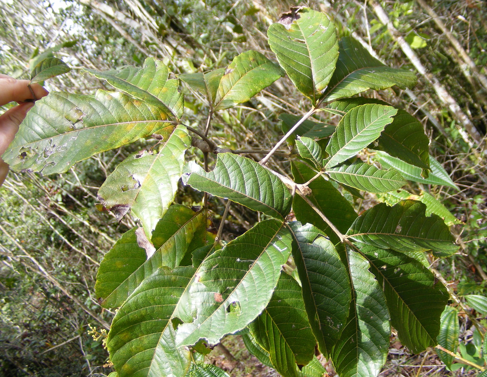 Allophylus cominia (L.) Sw.