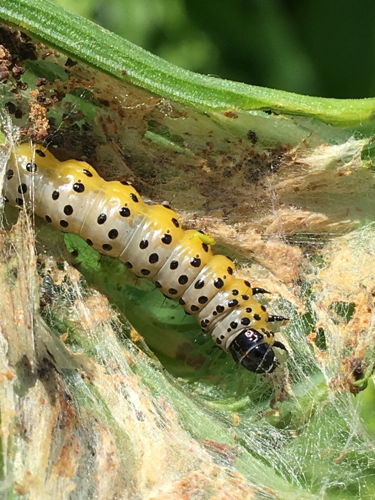 Parsnip Webworm (Caterpillars of Ontario) · iNaturalist