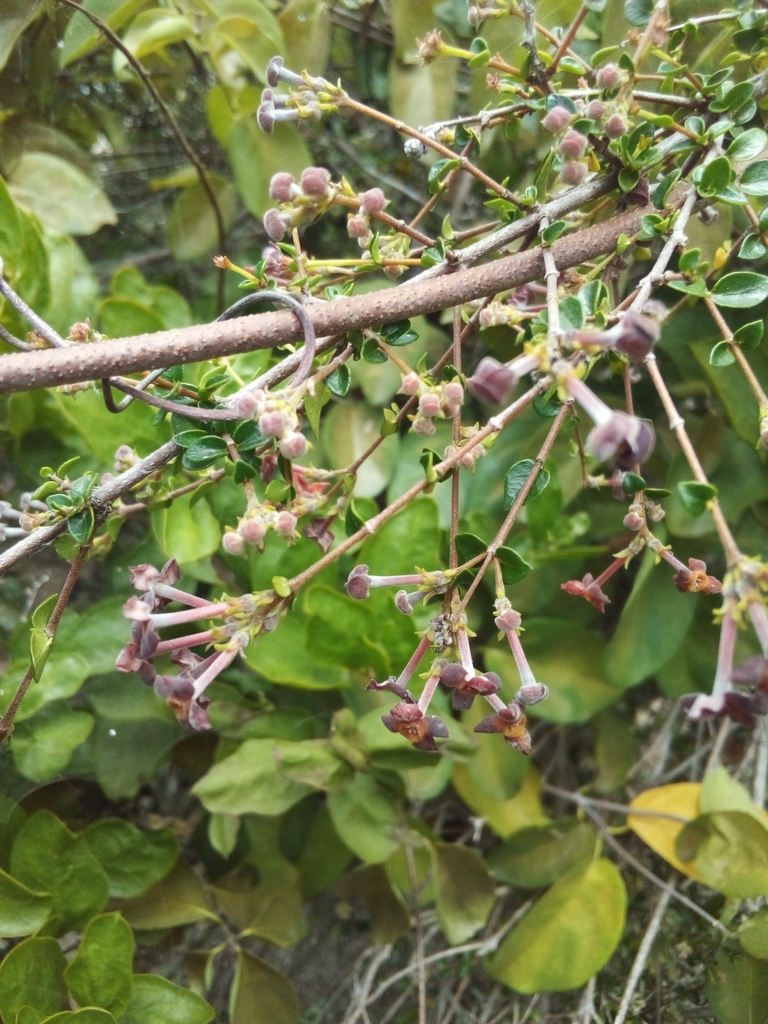 Rondeletia virgata in July 2020 by Martin Reith · iNaturalist