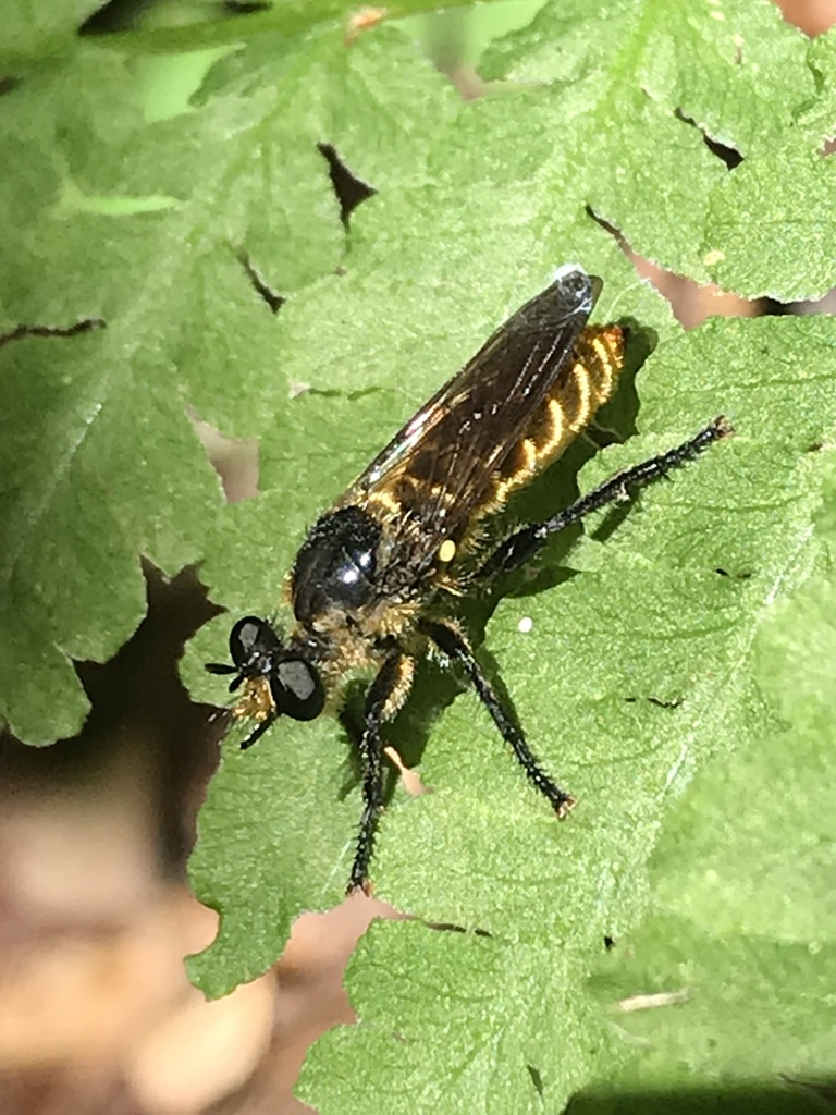 Bee-mimic Robber Flies from Humboldt County, CA, USA on July 19, 2020 ...