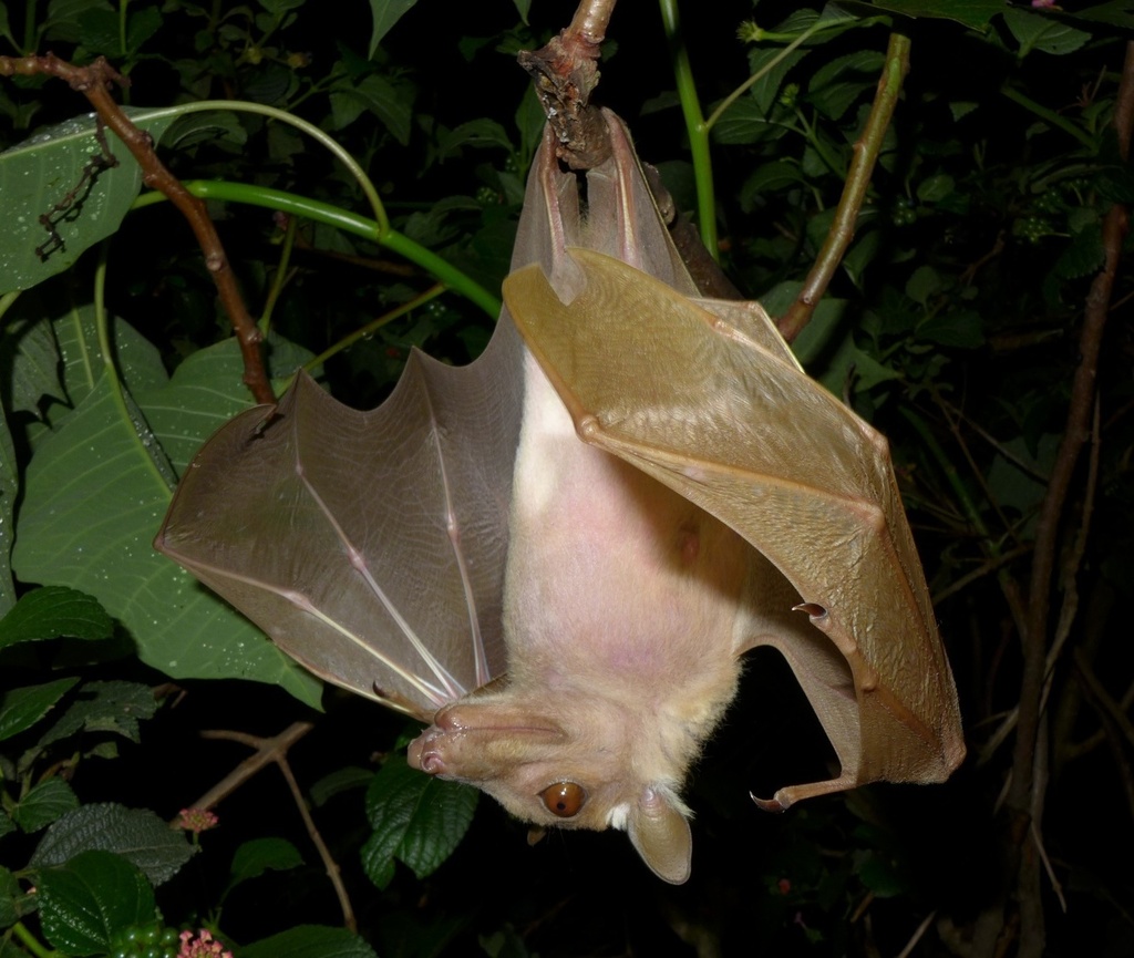 Epauletted Fruit Bats (Epomophorus) - Know Your Mammals