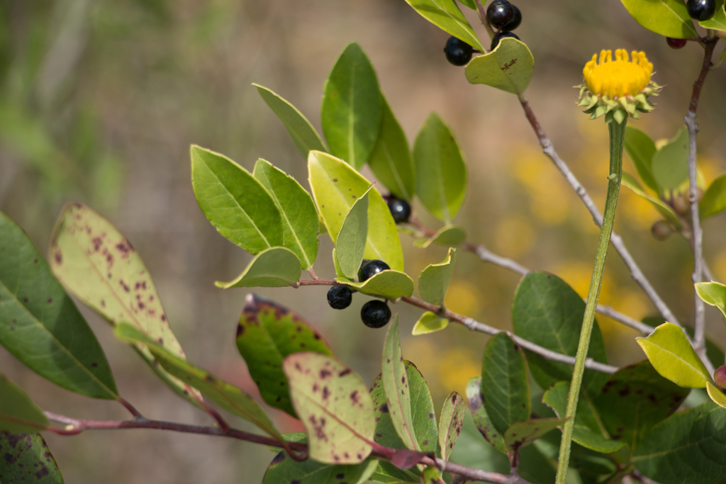 Large Gallberry (Ilex coriacea) - Botanical Realm