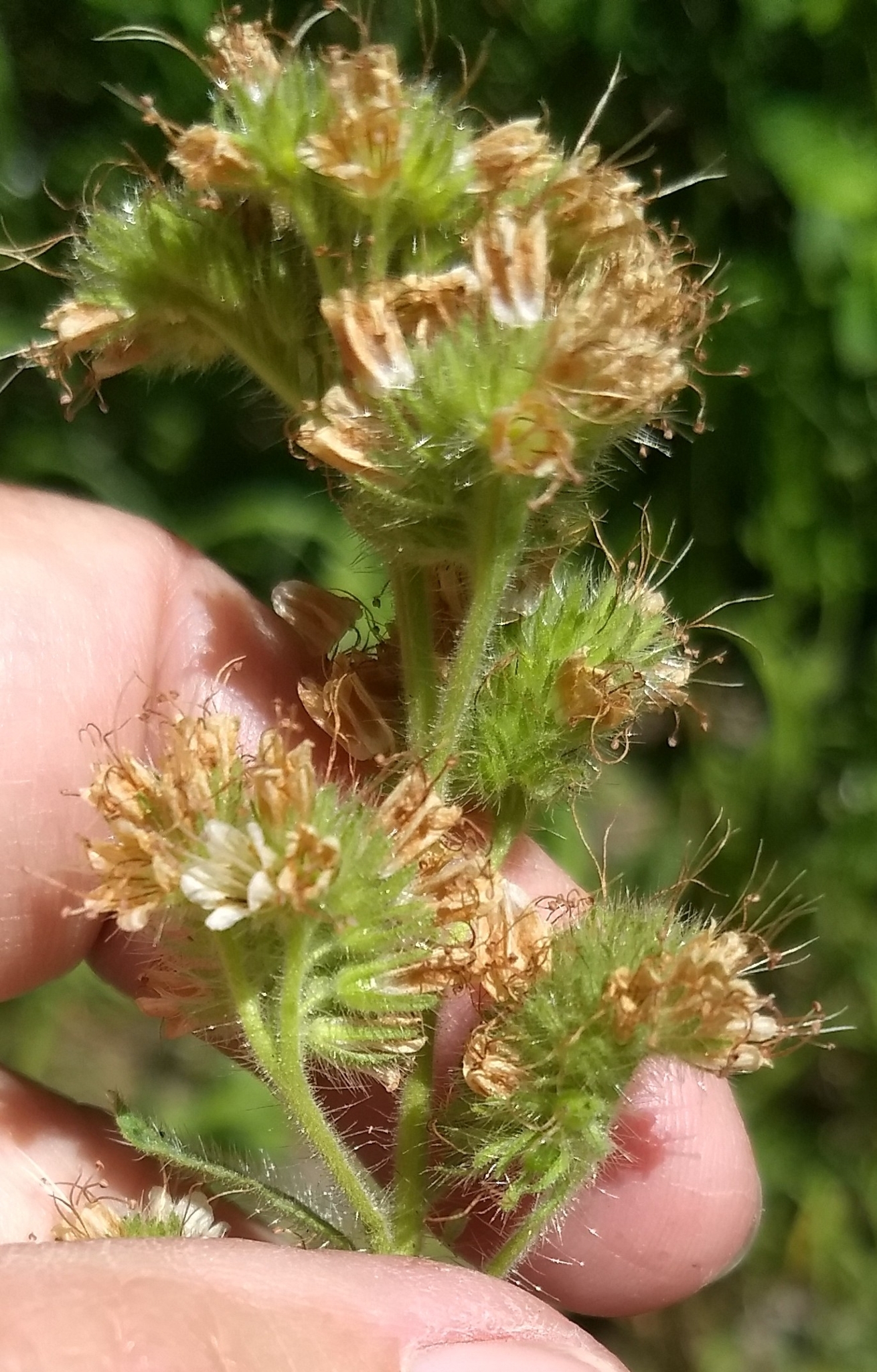 Phacelia mutabilis Greene