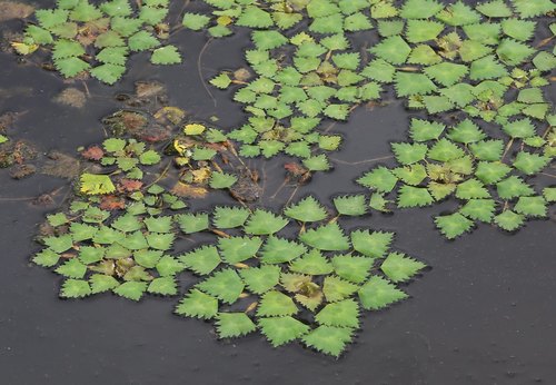 Trapa japonica · iNaturalist United Kingdom