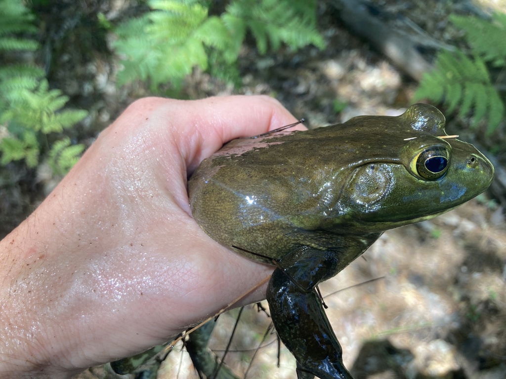 American Bullfrog in July 2020 by Derek · iNaturalist