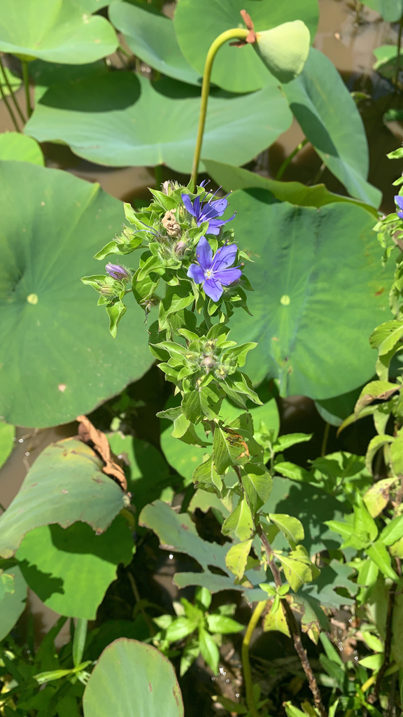 blue waterleaf from Fort Worth on July 21, 2020 at 07:53 PM by ...