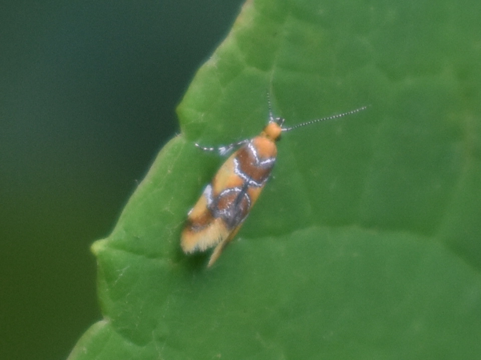 Orange-headed Callima Moth from Providence County, US-RI, US on July 21 ...
