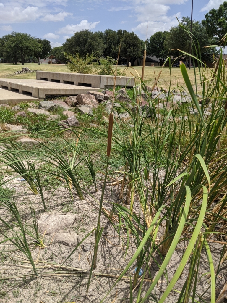 southern cattail from Lubbock, TX 79423, USA on July 20, 2020 at 02:33 ...
