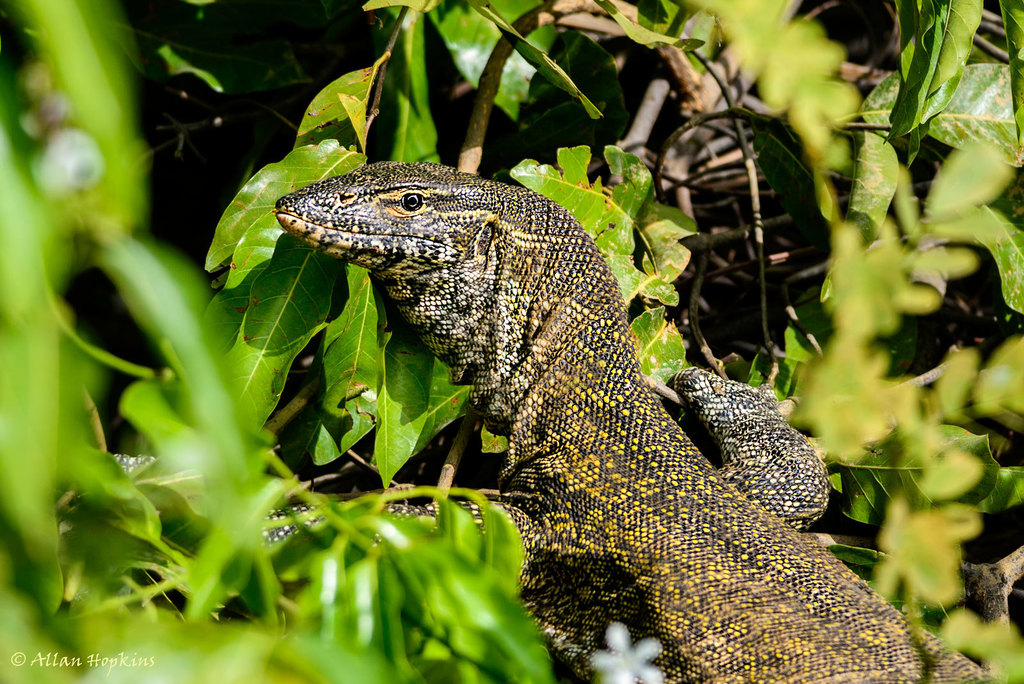 Nile Monitor (Biogaps (s Afr) Pentad 3300_2455: Species List) · iNaturalist
