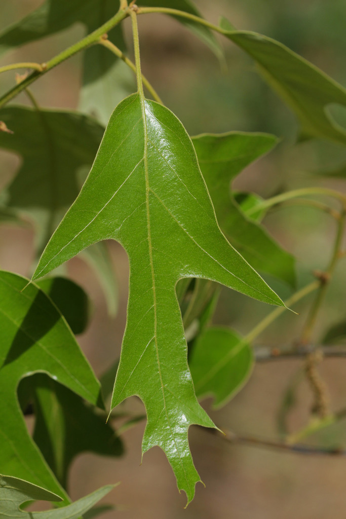southern red oak (Quercus falcata) - Botanical Realm