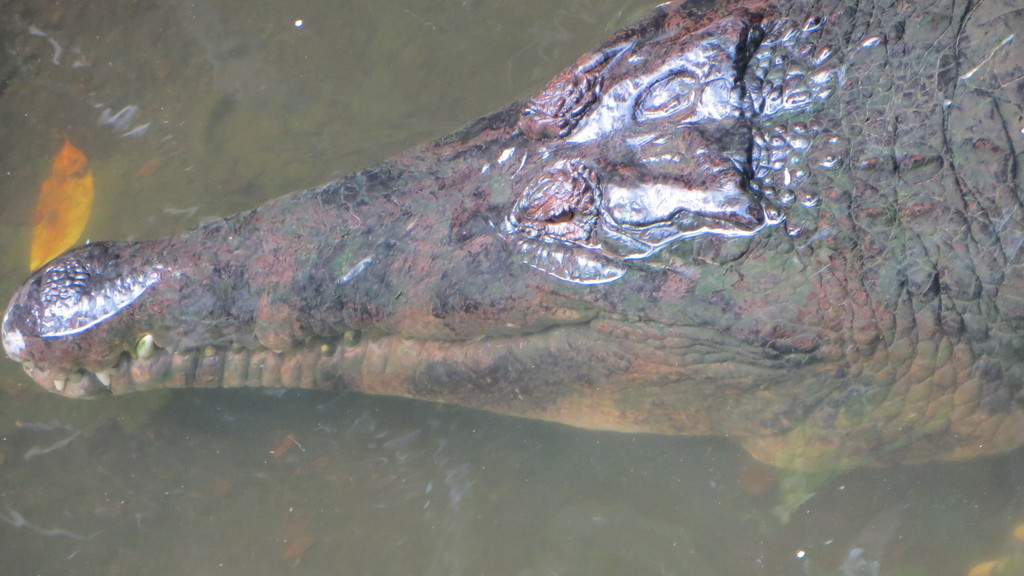 false gharials (Tomistoma) - Marine Life Identification