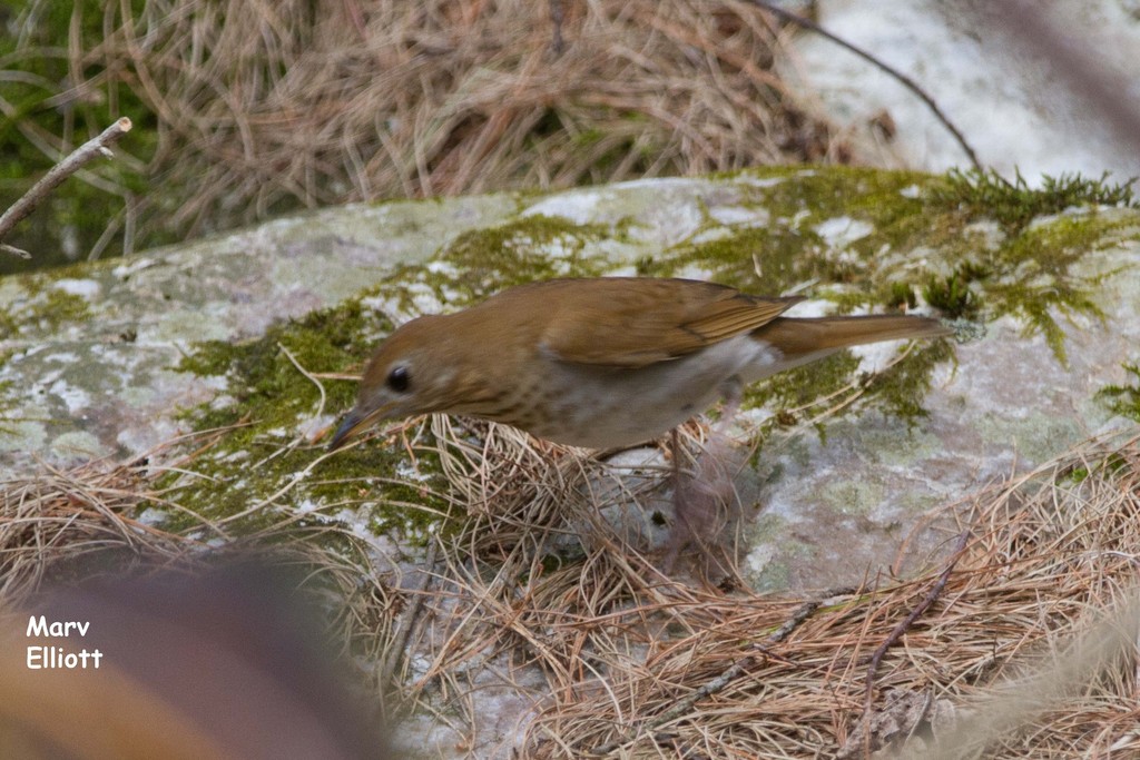 Veery (Birds of Alabama) · iNaturalist