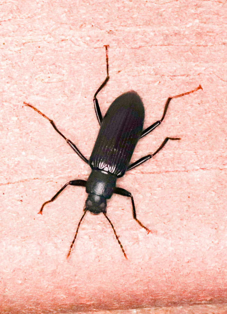 Strongylium terminatum from Northeast Ithaca--Cigarette Alley (Tompkins ...