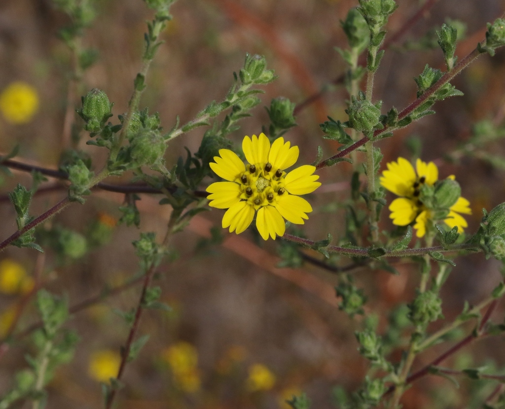 San Diego Tarweed (CNLM Santa Barbara Plants) · iNaturalist