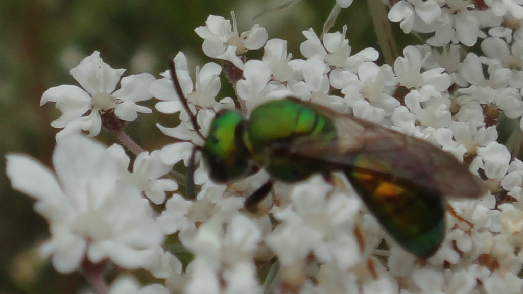 Pure gold-green sweat bee in July 2020 by dpreiss. SBEE,25,QUEEN ANNE’S ...