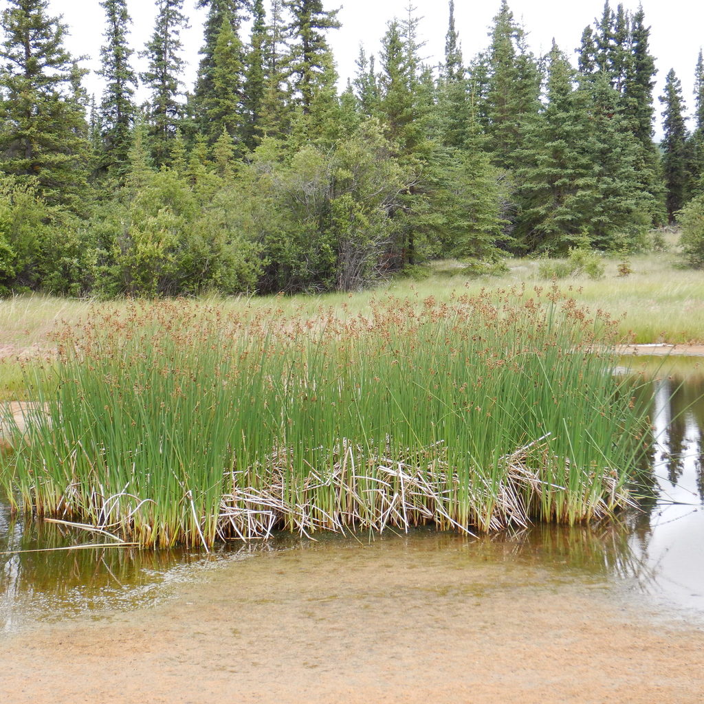 soft-stemmed bulrush from Yukon, YT, Canada on July 21, 2020 at 02:02 ...