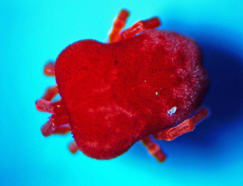 Red Velvet Mite (Insects and Arachnids of Coronado National Memorial ...