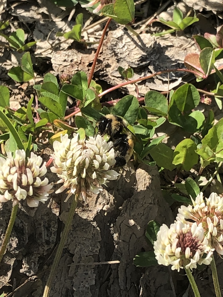 Tricolored Bumble Bee from Wood Buffalo National Park, NT, CA on July 8 ...