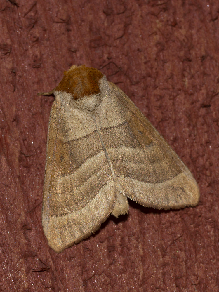 Walnut Caterpillar Moth from Middleton, WI 53562, USA on July 15, 2020 ...