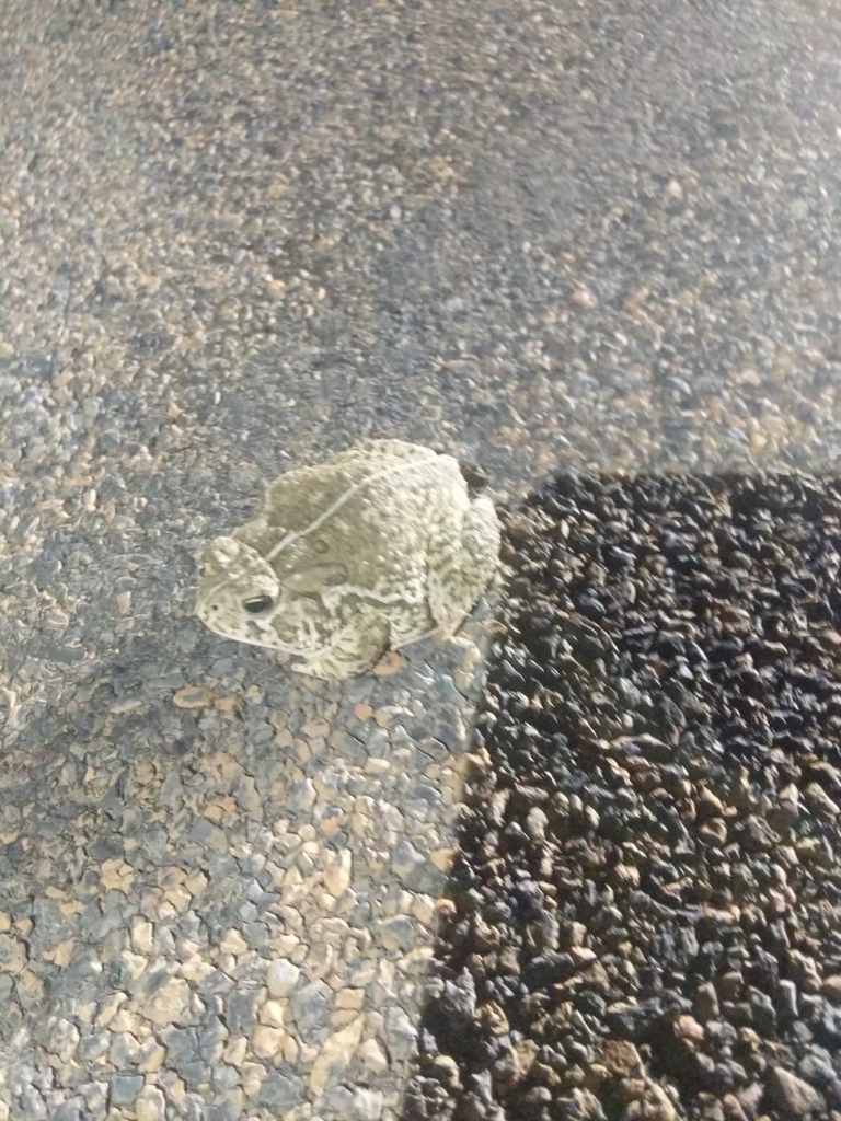 Woodhouse's Toad from Western, KS, USA on July 21, 2020 at 10:08 PM by ...