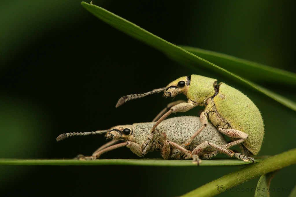 Broad-nosed Weevils from Belém, Belém, Pará, Brazil on January 18, 2016 ...