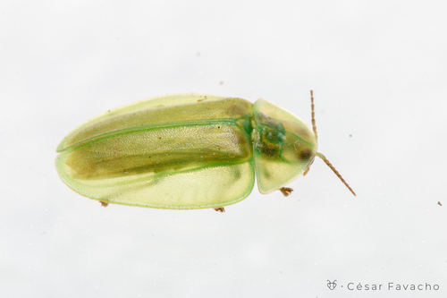 Aspisoma physonotum · iNaturalist