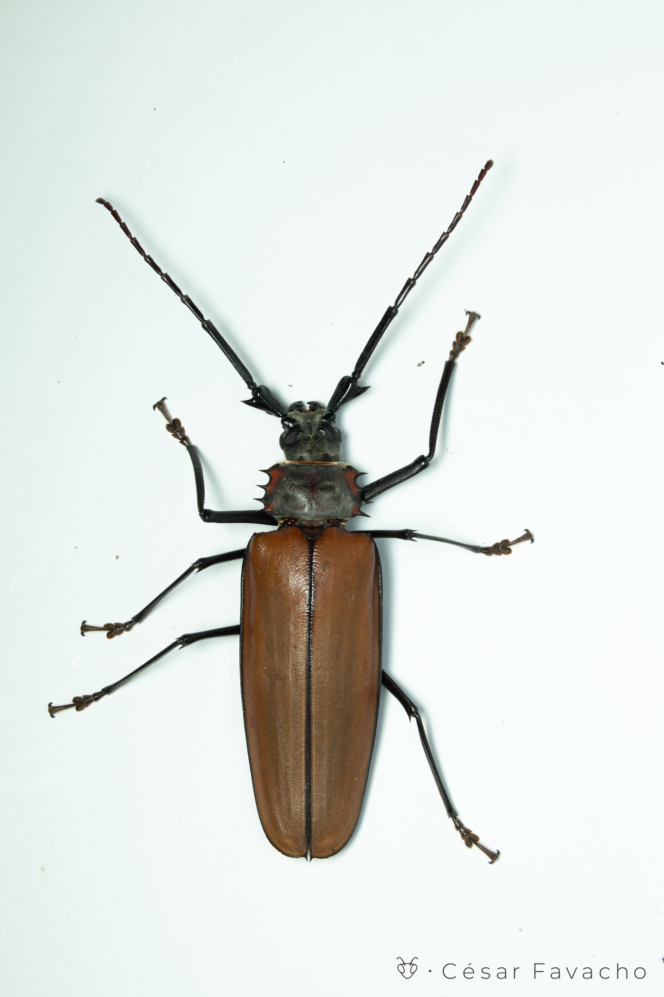 Callipogon Armillatus