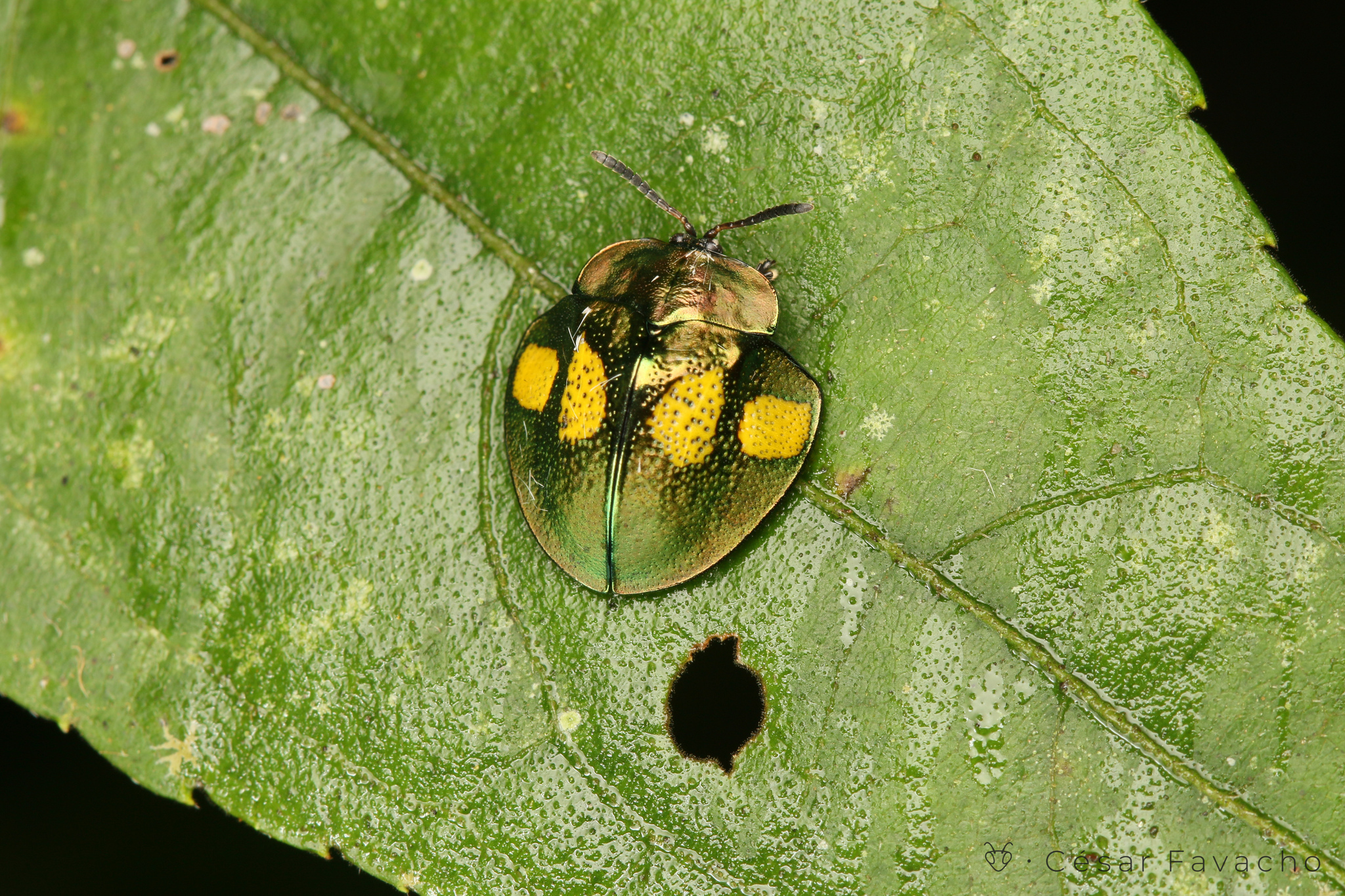 Stolas discoides (Linnaeus, 1758)