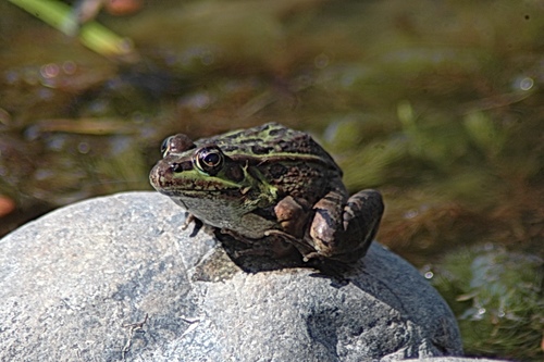Observações de chano · BioDiversity4All