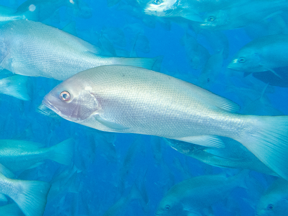 Crimson Snapper from Queensland 4805, Australia on July 22, 2020 at 11: ...