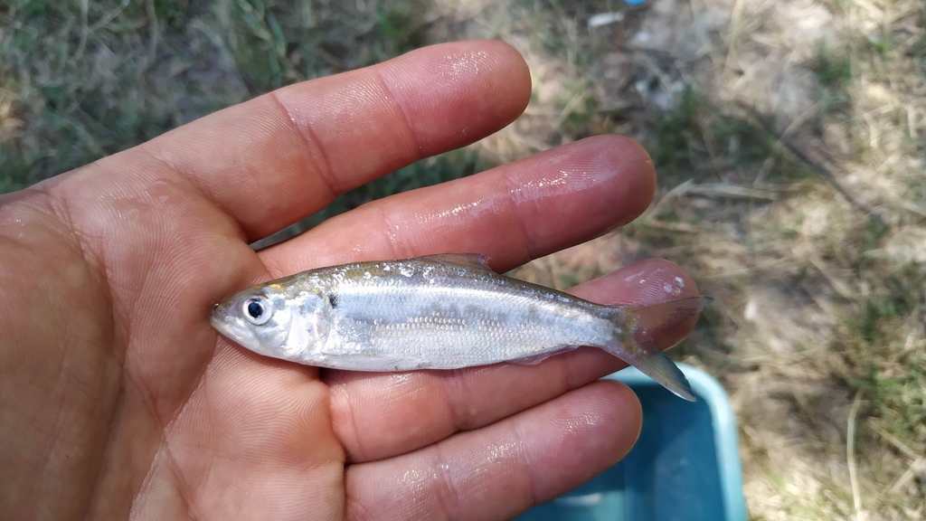 Twaite Shad from Πύργος, Ελλάδα on July 22, 2020 at 01:25 PM by ...