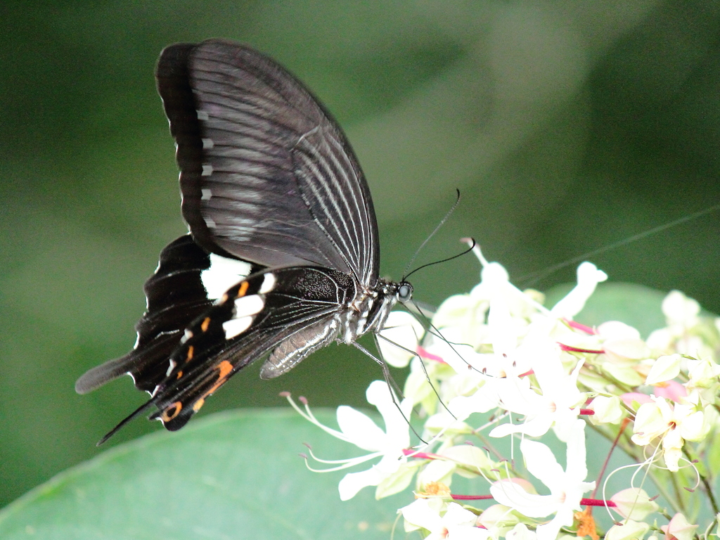 Red Helen Swallowtail from Kobe-shi, Hyogo Prefecture, Japan on August ...