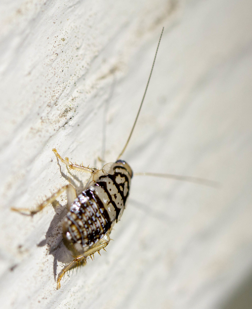 little gem cockroach from Baldwin County, AL, USA on July 20, 2020 at ...