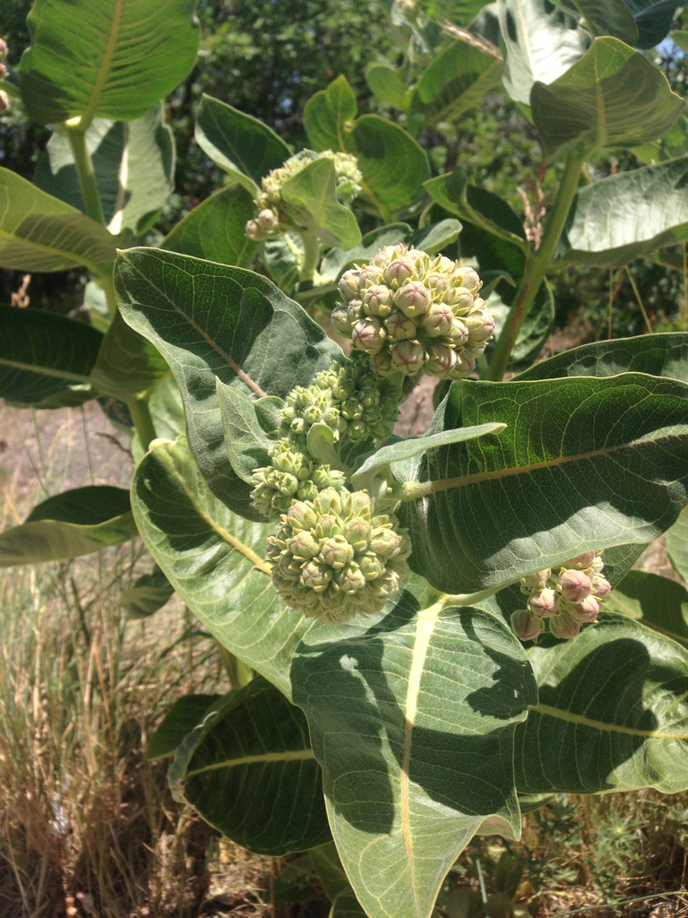 showy milkweed from Douglas County, US-CO, US on June 21, 2017 at 12:25 ...