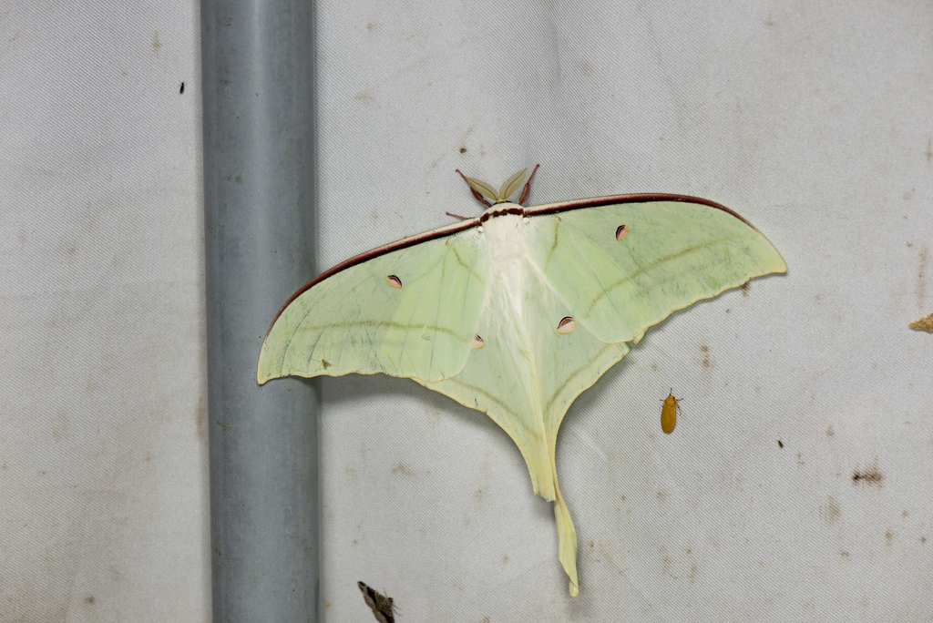 Chinese Moon Moth from 台灣南投縣雲龍橋 on July 20, 2020 at 09:02 PM by Licheng ...