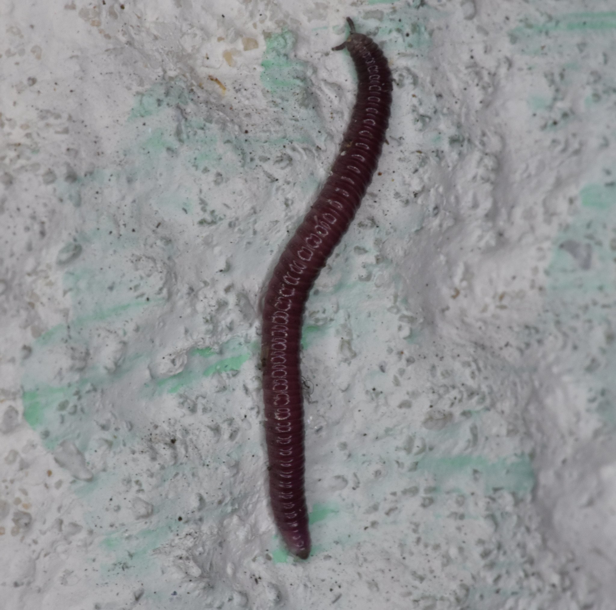 Rhinotus purpureus (Pocock, 1894)