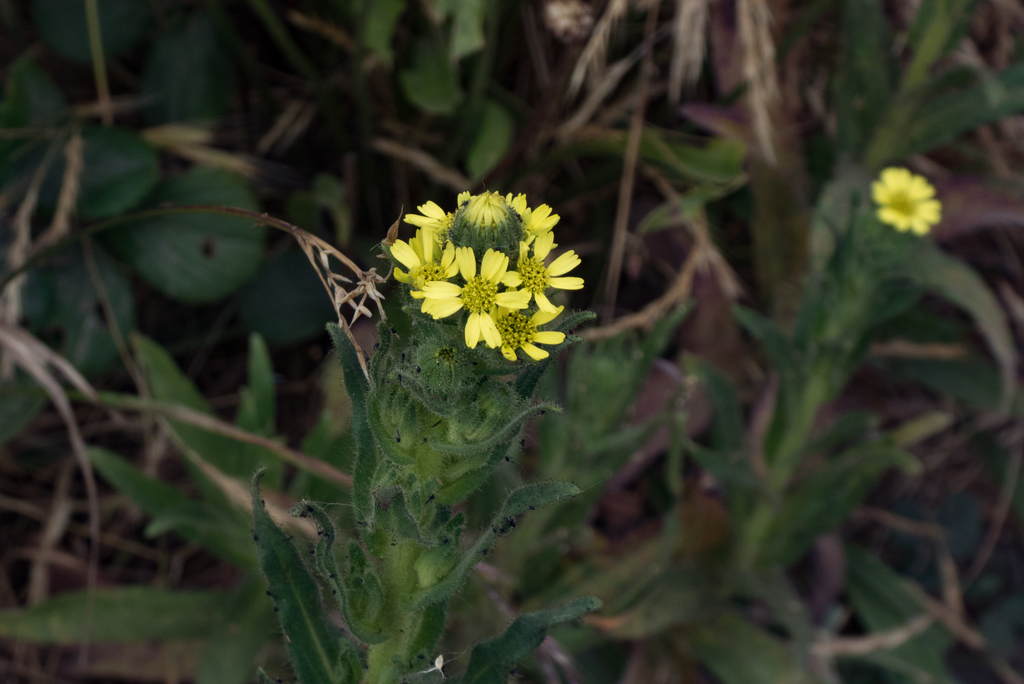 coast tarweed from El Granada, CA, USA on June 21, 2017 at 09:56 AM by ...