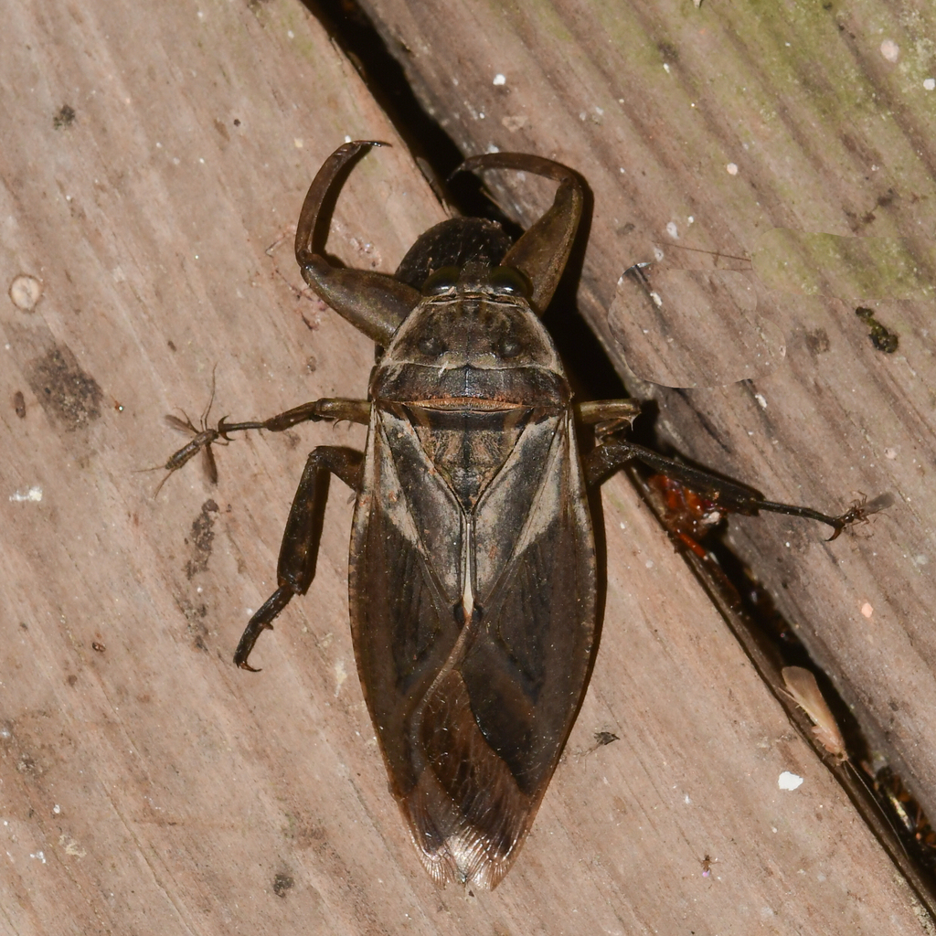 Uhler's Giant Water Bug from Caddo Parish, LA, USA on July 22, 2020 at ...