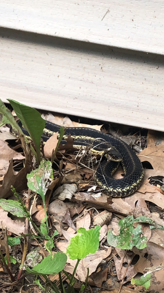 Common Garter Snake from Worcester County, US-MA, US on July 22, 2020 ...