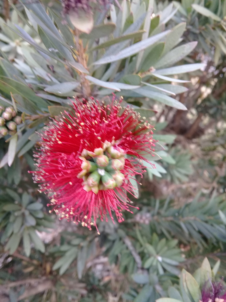 bottlebrushes from Grahamstown, 6139, South Africa on July 22, 2020 at 01:34 PM by Sheranzo ...